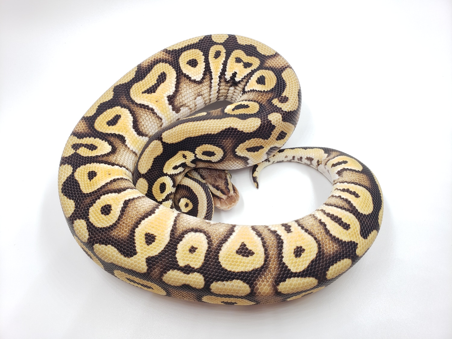 🧩 Pastel Mystic OR Mojave 100% Het Puzzle 🧩 FREE SHIPPING Ball Python ...