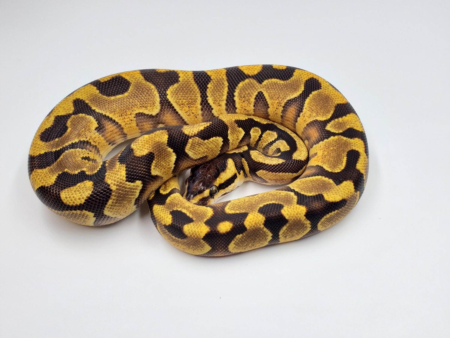 Enchi YB Het DG Ball Python by EMS Reptiles - MorphMarket