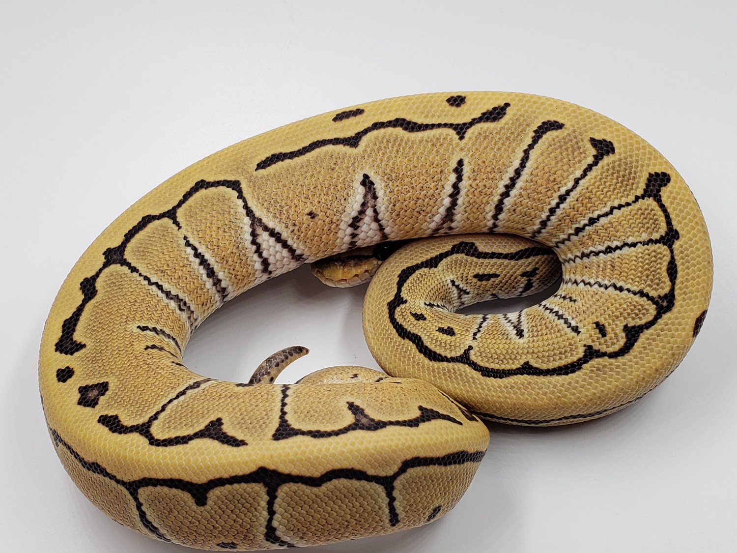 Pinstripe Desert Ghost Ball Python by EMS Reptiles - MorphMarket