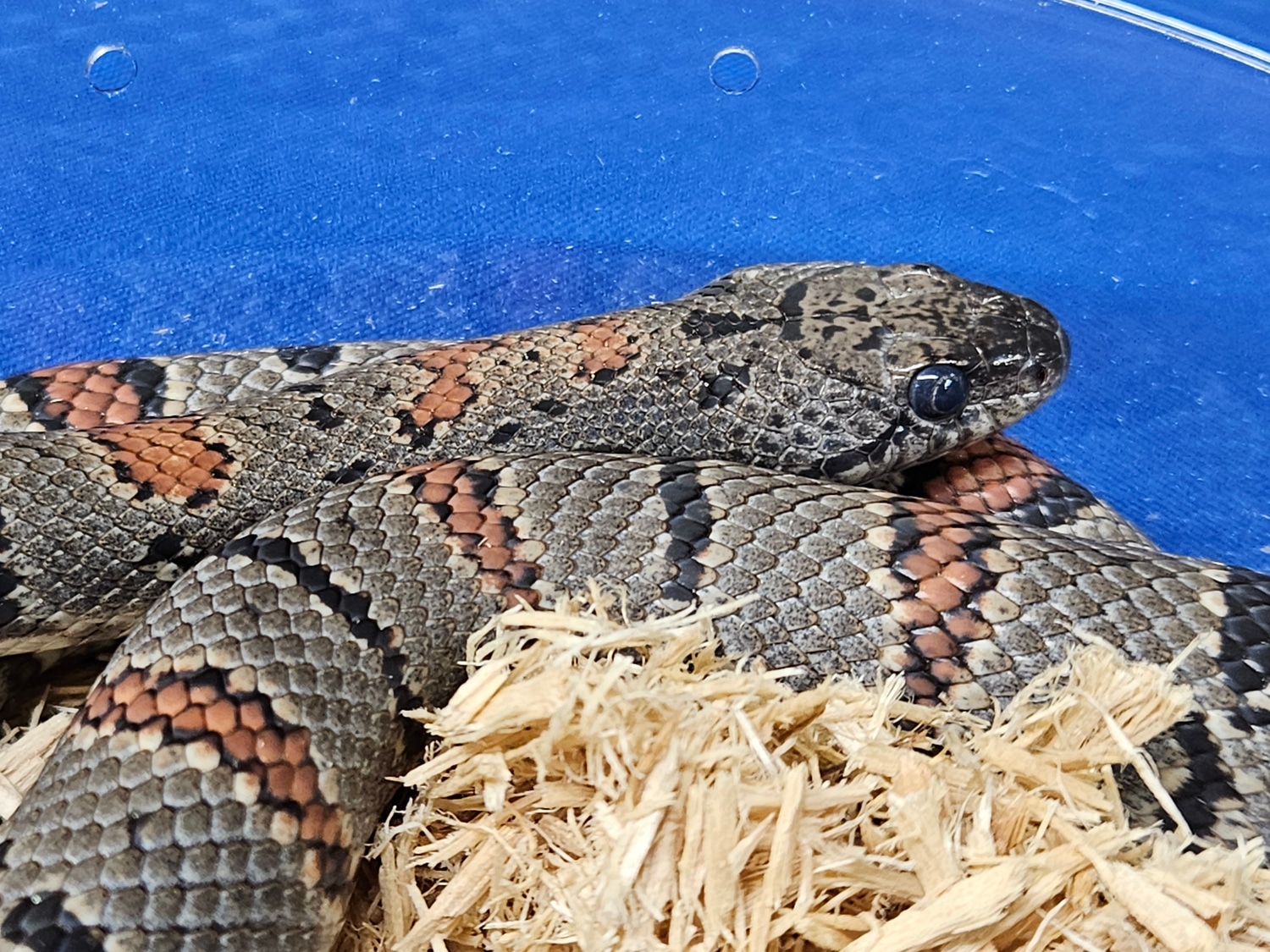 River Road Alterna Gray-banded Kingsnake by EMS Reptiles - MorphMarket