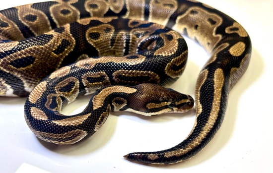 🔥NO RESERVE🔥 800 G Het Sunset Ball Python by Enchanted Coils