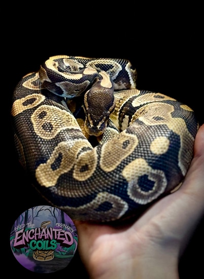 Wookie Ball Python by Enchanted Coils