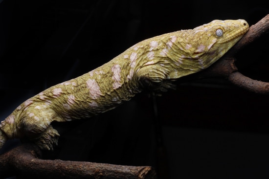 Pure Pine Island, High Pink Leachianus Gecko by Endemico