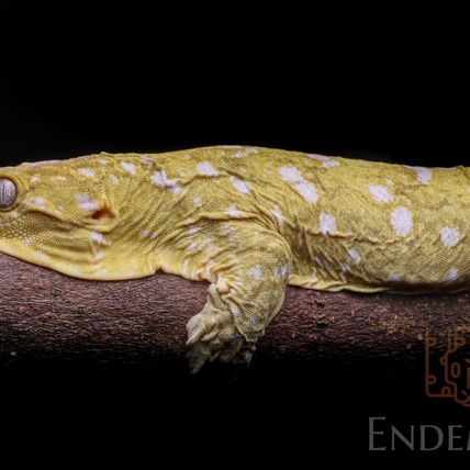 Endemico - MorphMarket