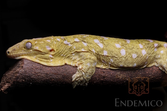 Peach Blotched Island Mix Leachianus Gecko by Endemico