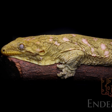 Endemico - MorphMarket