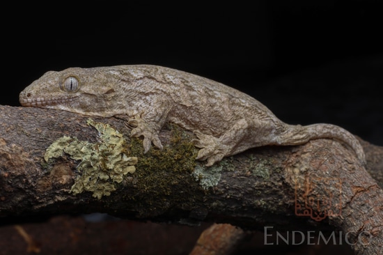 Pure Pine Island Leachianus Gecko by Endemico