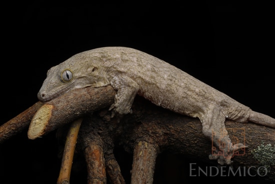 Pure Moro Leachianus Gecko by Endemico