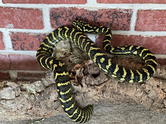 50/50 Diamond Jungle Cross Pair Diamond Carpet Python by Endemico