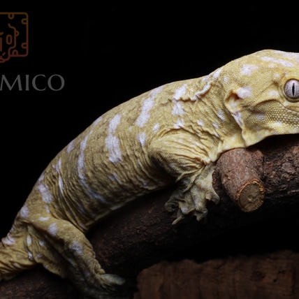 Endemico - MorphMarket