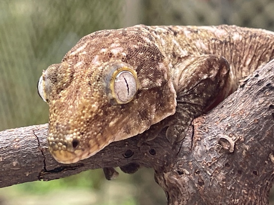 Island Locality Mix Leachianus Leachianus Gecko by Endemico