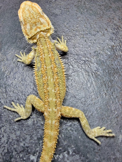 Dunner Hypo Het Translucent 50% Het Zero Central Bearded Dragon by ...