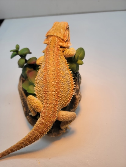 Hypo Dunner Het Trans 50% Het Zero Color Stripe Central Bearded Dragon ...
