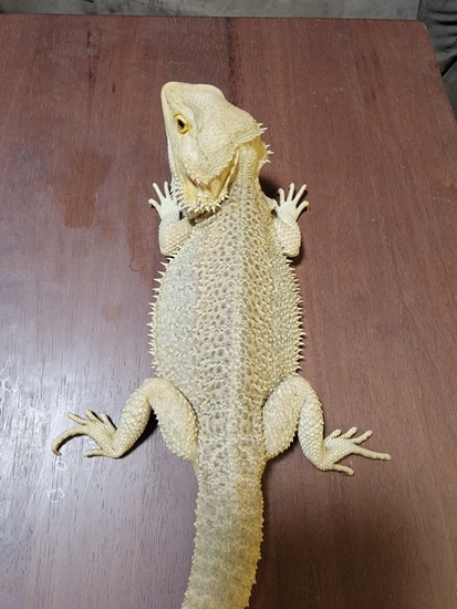 Hypo White 50% Het Zero 100% Het Trans Central Bearded Dragon by ...