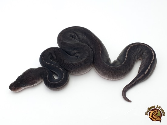 Black Head Phantom Super Cinnamon Poss. Het. Albino Poss. Het. Axanthic ...