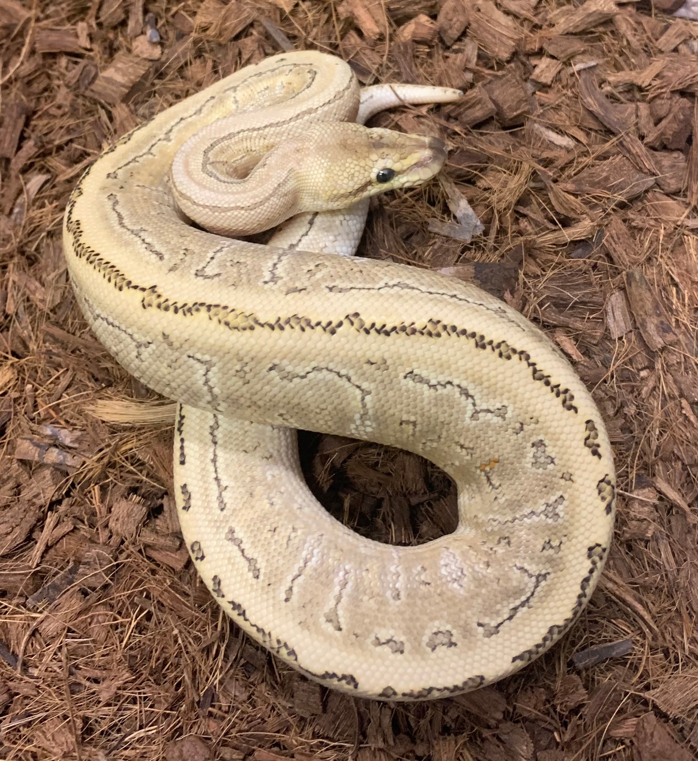 Leopard Bamboo Pinstripe Xtreme Het Clown Ball Python by Eng Reptiles - MorphMarket