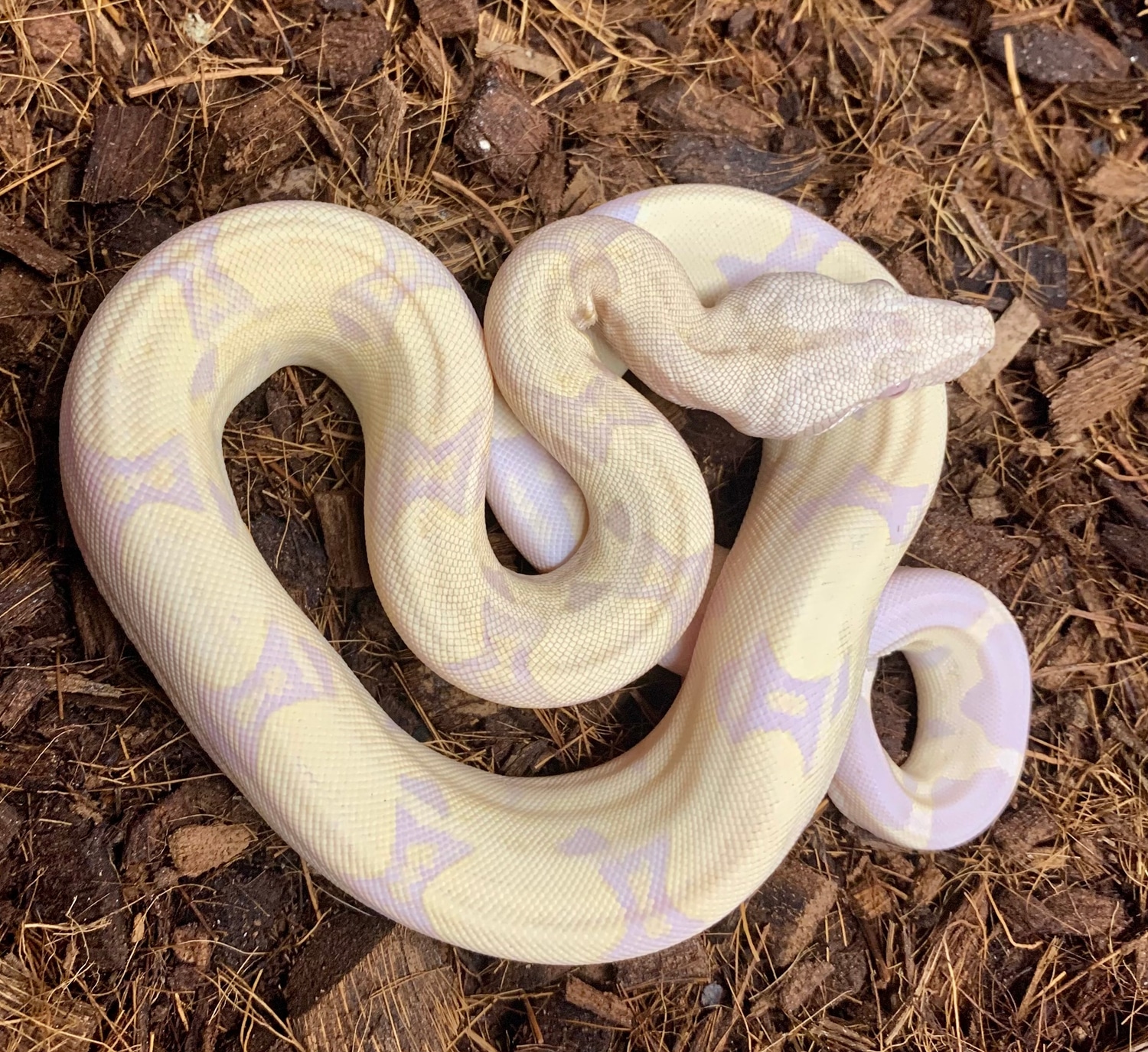 Jungle Moonglow Boa Constrictor by Eng Reptiles - MorphMarket
