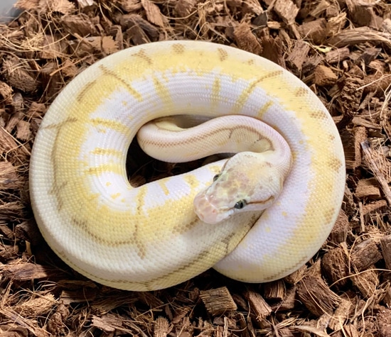Pastel Lesser Spider Pinstripe Het Sunset %50 Het Clown Ball Python by ...