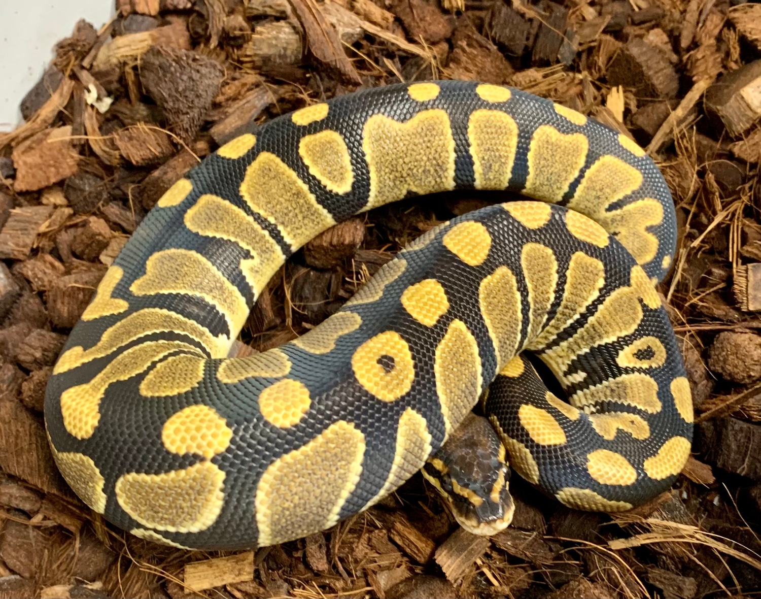 Het Sunset Ball Python by Eng Reptiles - MorphMarket