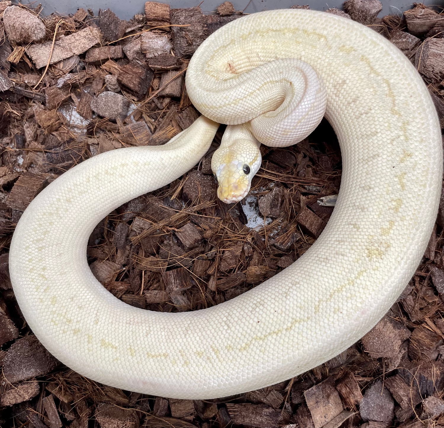 Leopard Bamboo Lemonblast Het Clown Ball Python by Eng Reptiles ...
