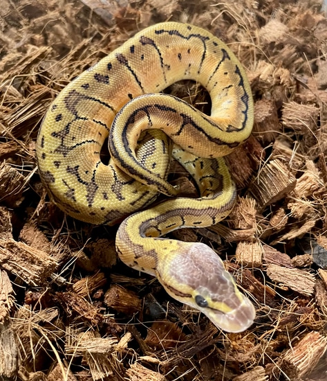 Lemonblast Double Het Sunset Clown Ball Python by Eng Reptiles