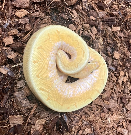 Banana Woma Pinn Het Sunset Ball Python by Eng Reptiles