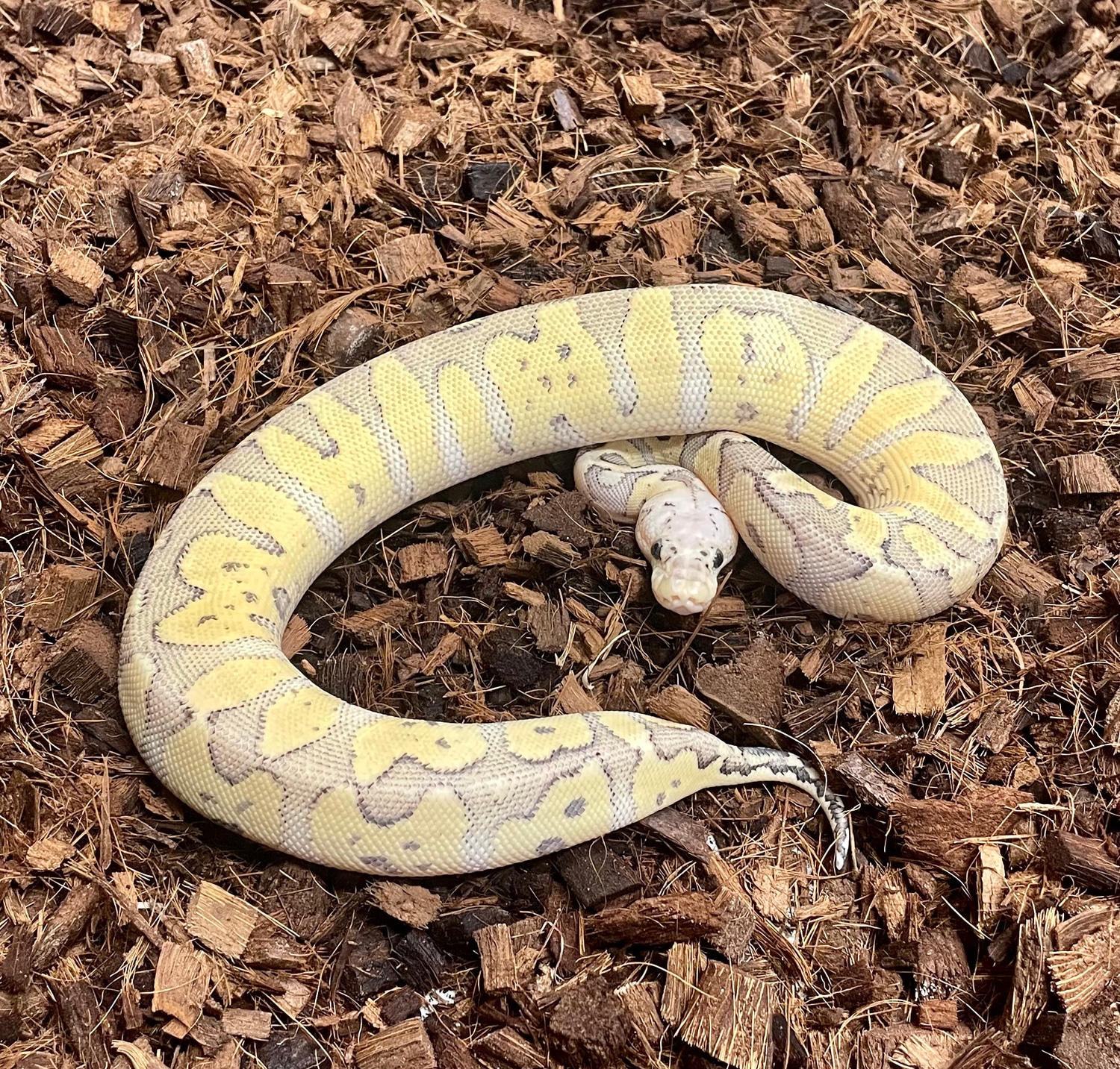 Pastel GHI Clown Ball Python by Eng Reptiles - MorphMarket