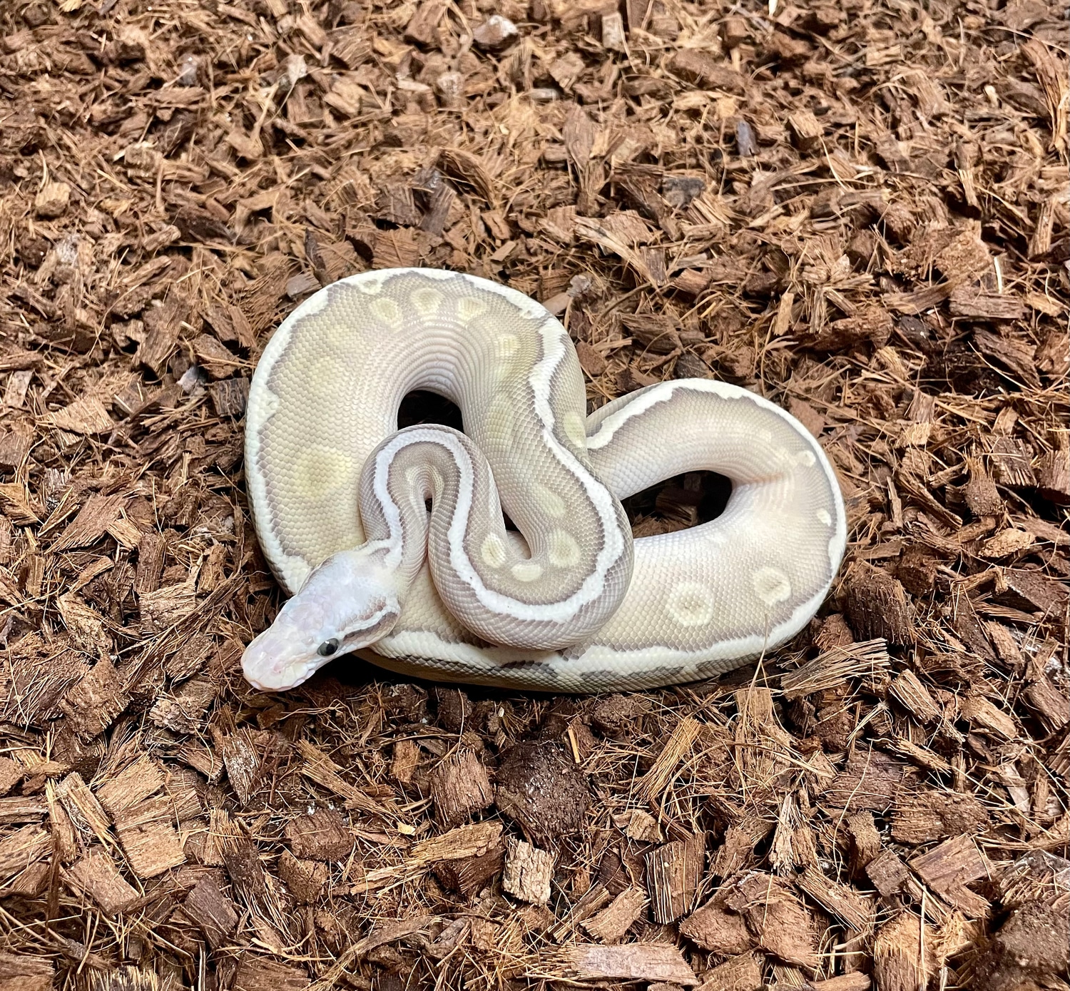 Super Pastel Lesser GHI Het Clown Ball Python by Eng Reptiles - MorphMarket