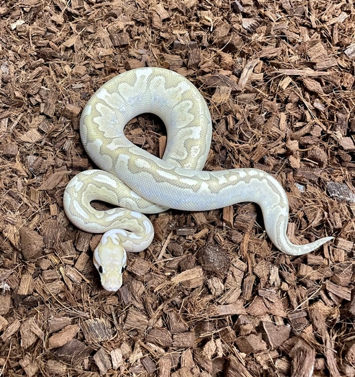 Leopard Bamboo Fire Ball Python by Eng Reptiles