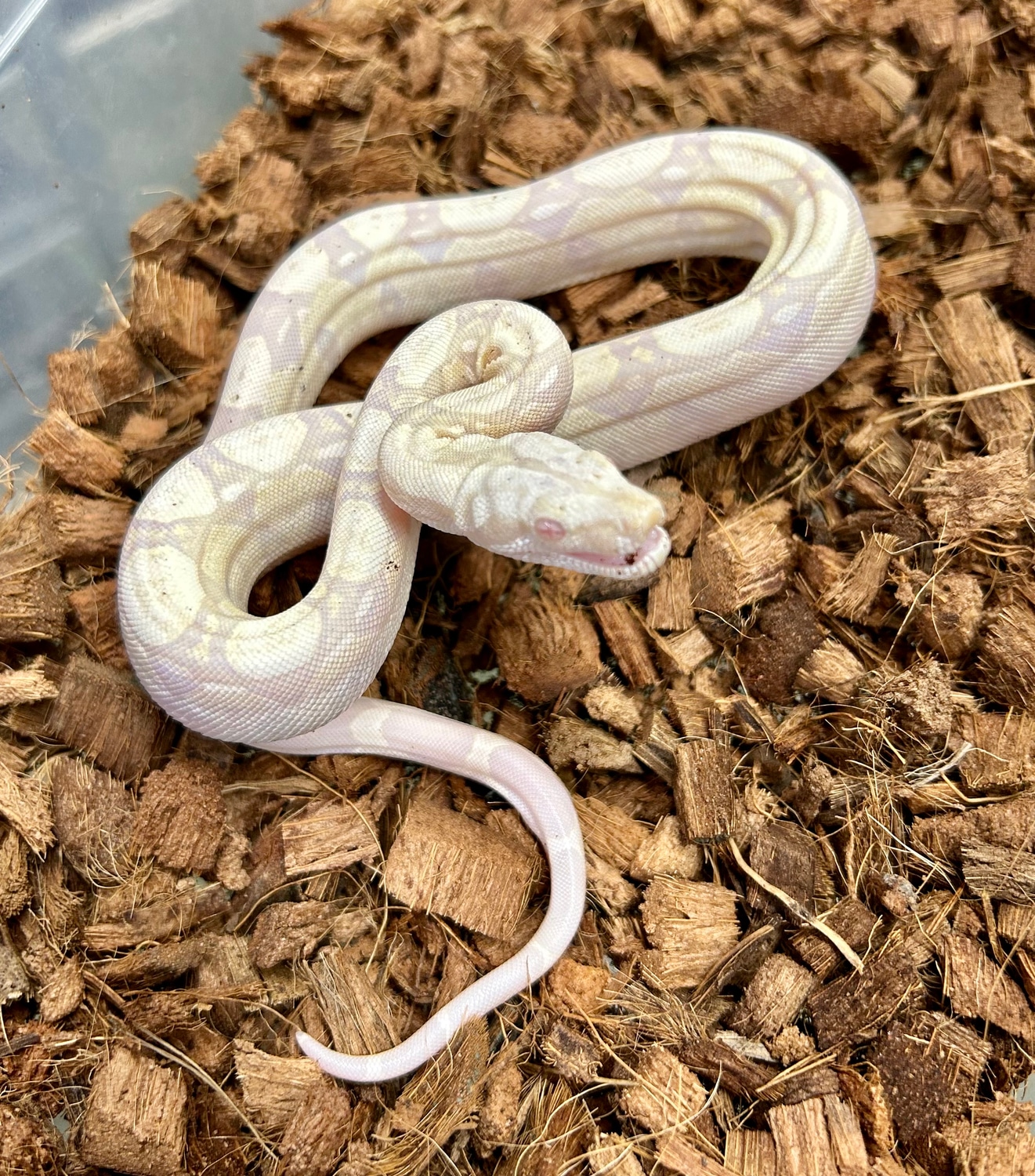 Kalh Snow Boa Constrictor by Eng Reptiles - MorphMarket