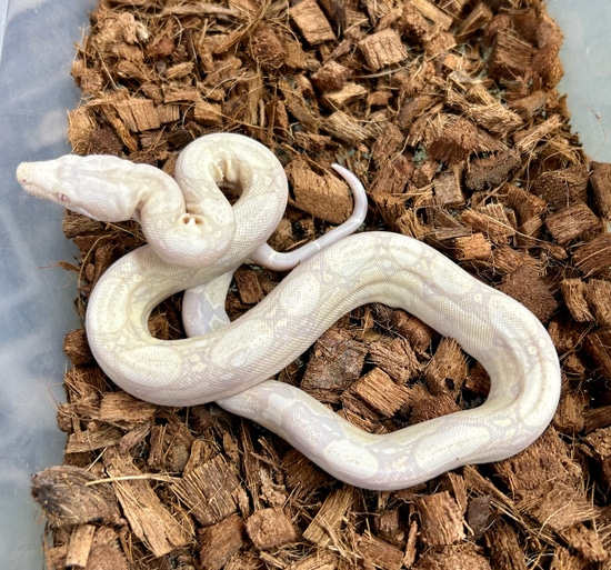 Kalh Snow Boa Constrictor by Eng Reptiles