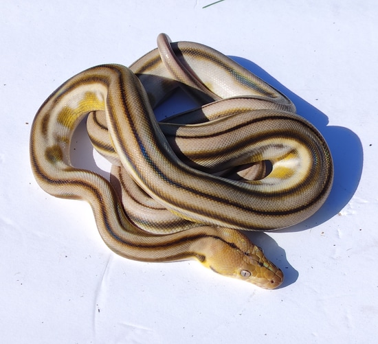 Sunfire Motley Velvet FLOATING EPICNESS Reticulated Python by ...