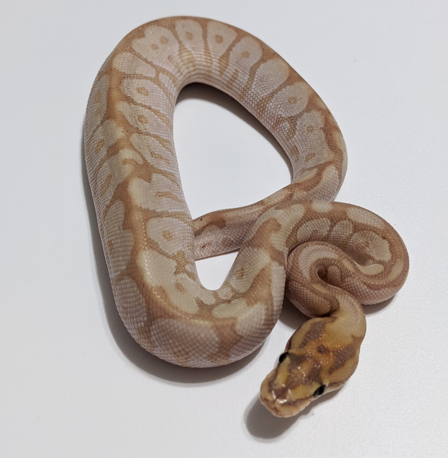 Blackhead OD Dark Crystal Spider Ball Python by Engineered Ectotherms - MorphMarket