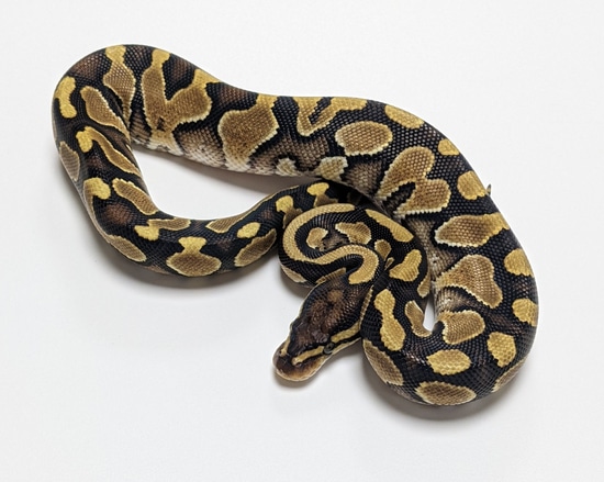 Mocha Enchi YB Ball Python by Engineered Ectotherms
