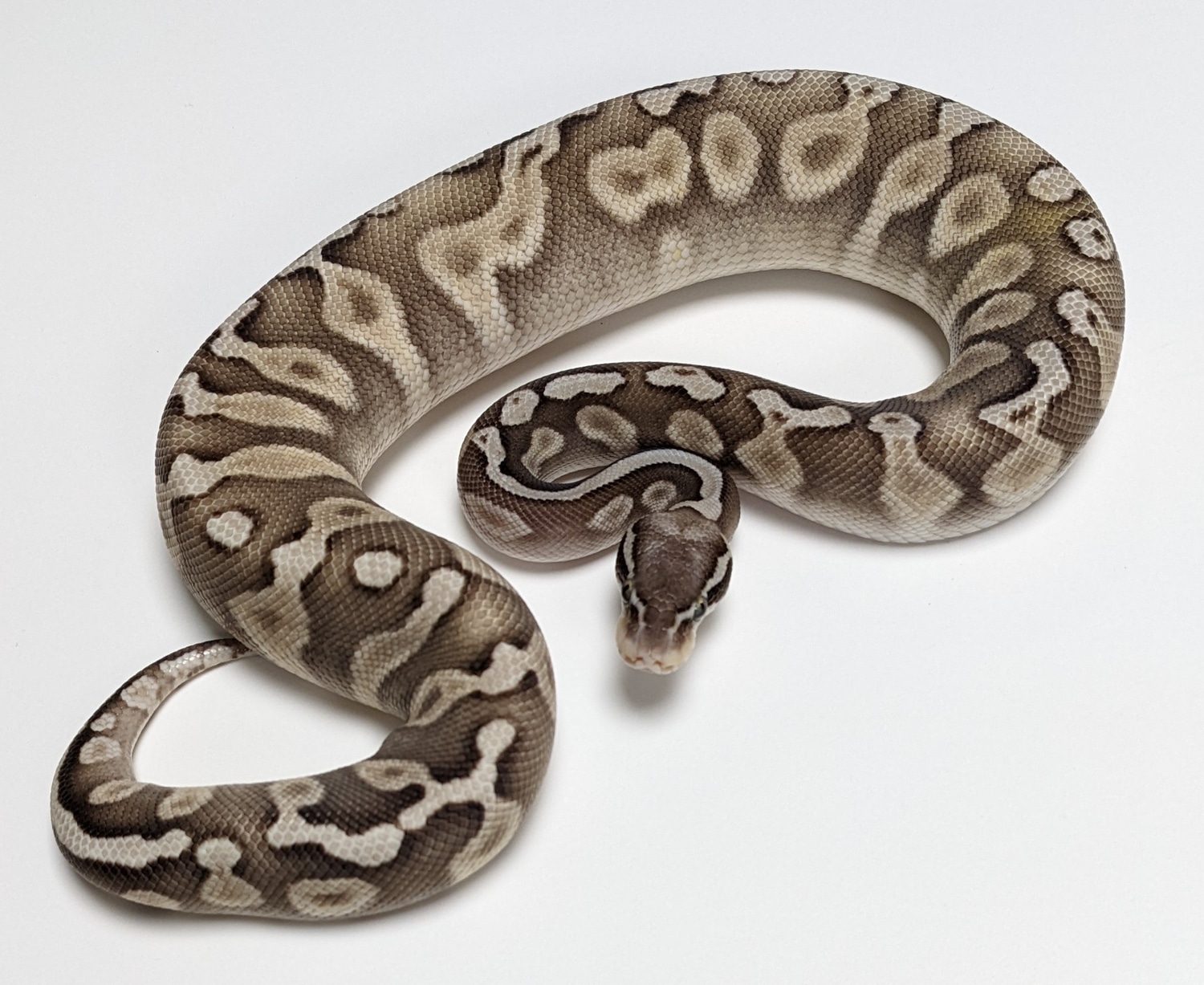 Super Pastel Lesser GHI Het DG Ball Python by Engineered Ectotherms ...