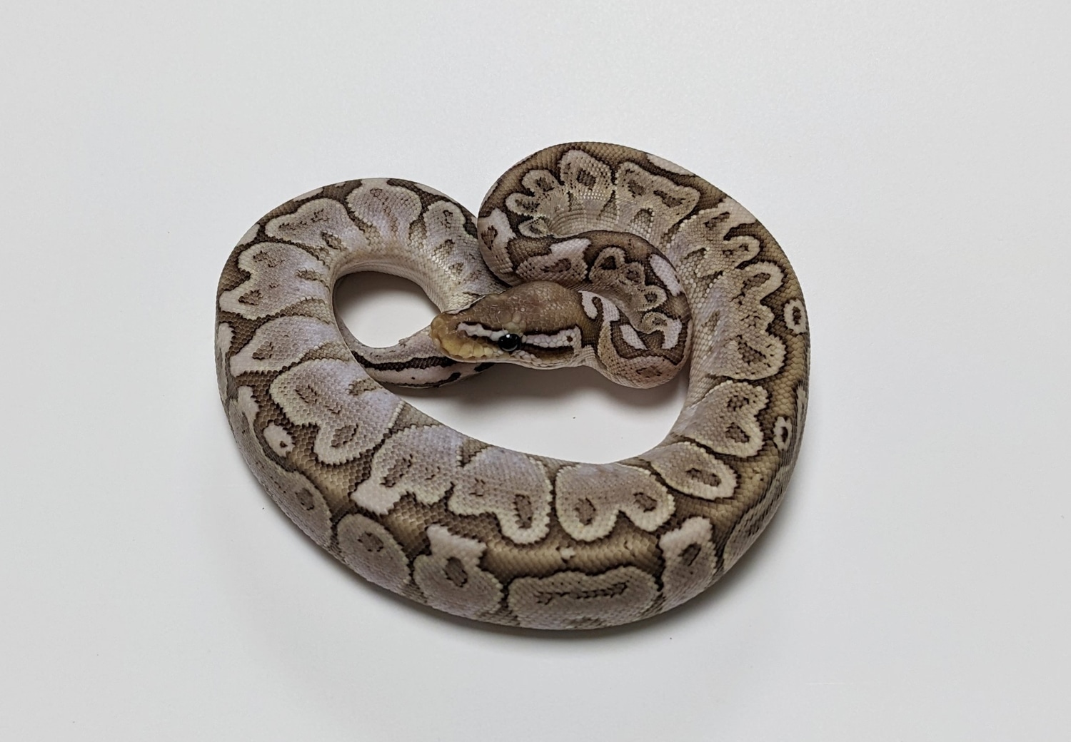 Pastel Bamboo 66% Het Clown Ball Python by Engineered Ectotherms ...
