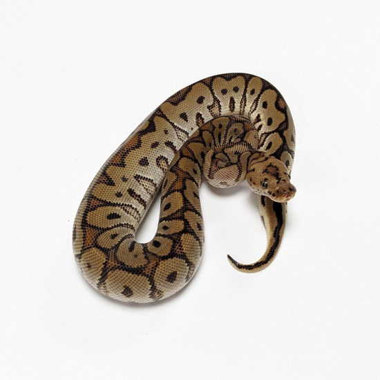 HGW YB Clown - FREE SHIPPING Ball Python by Engineered Ectotherms