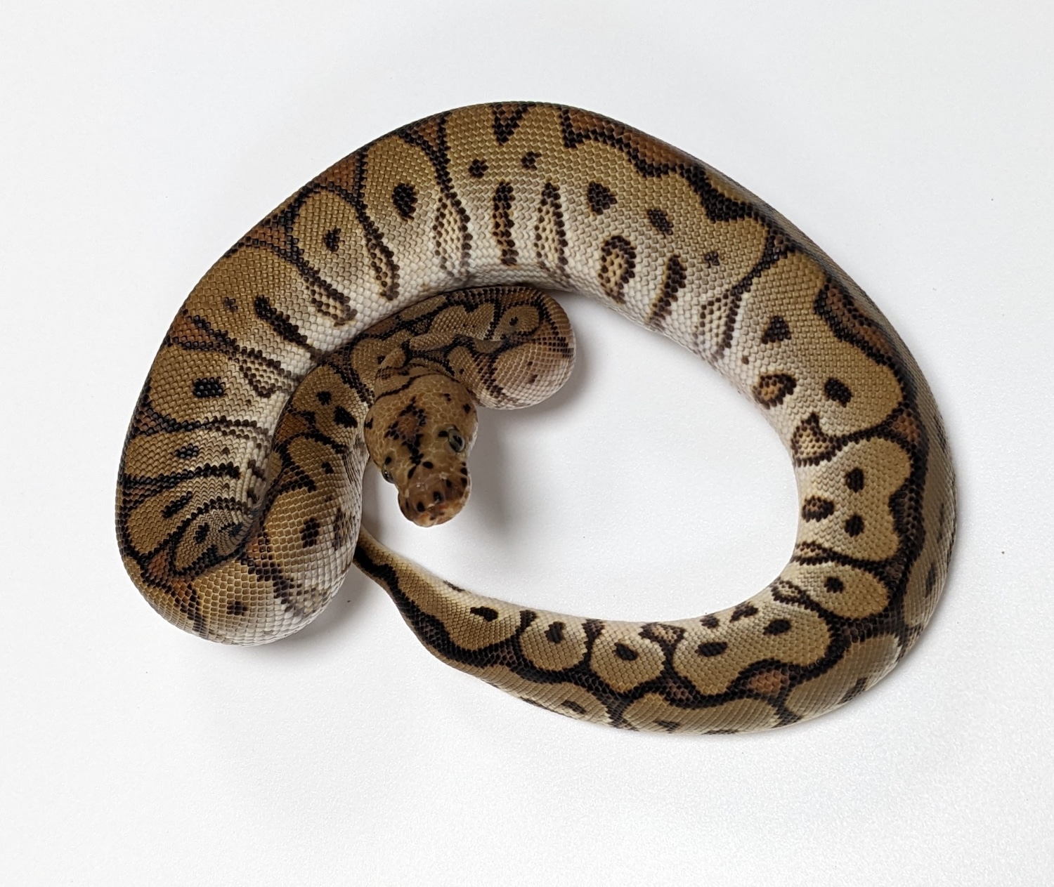 HGW YB Clown Ball Python by Engineered Ectotherms - MorphMarket