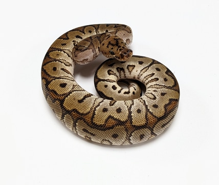 HGW YB Clown Ball Python by Engineered Ectotherms - MorphMarket