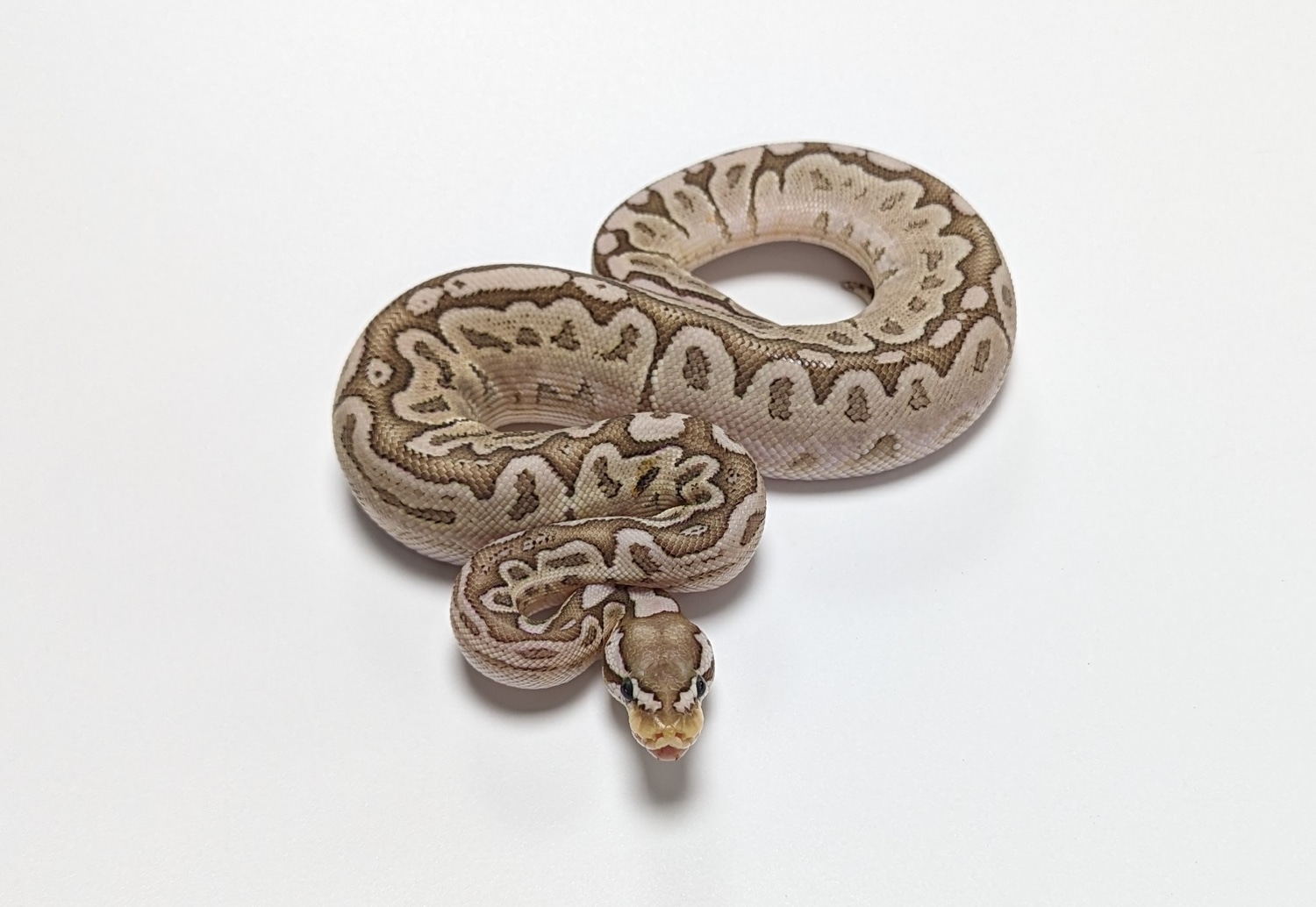 HGW YB Bamboo 66 Het Clown Ball Python by Engineered Ectotherms ...