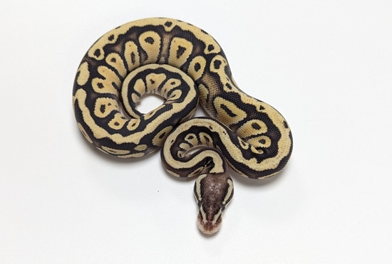 Firefly Cypress 66 Het Hypo - FREE SHIPPING Ball Python by Engineered ...