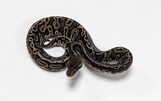 Black Pewter Acid Cypress Het Hypo - FREE SHIPPING Ball Python by ...