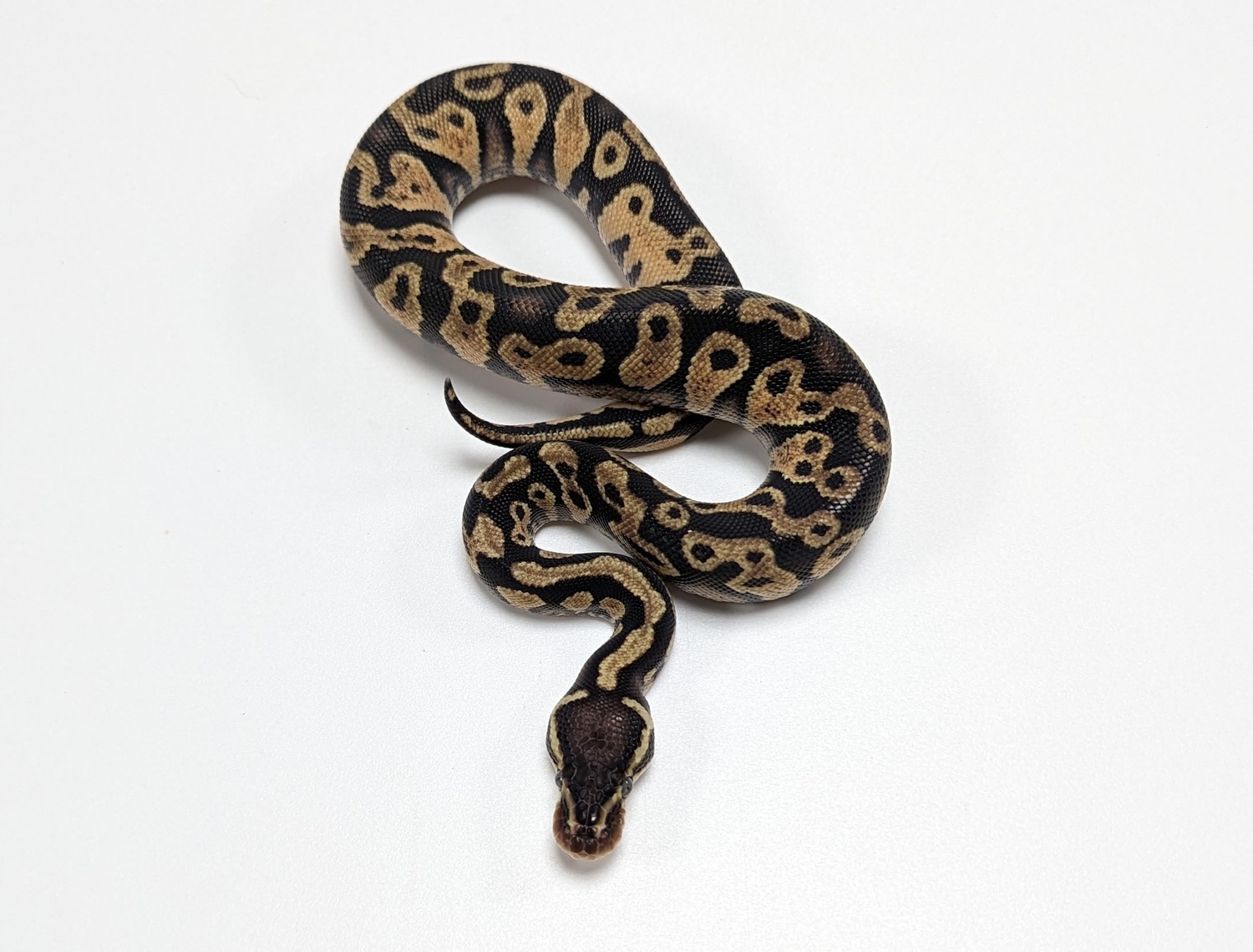 OD YB Het DG Ball Python by Engineered Ectotherms - MorphMarket