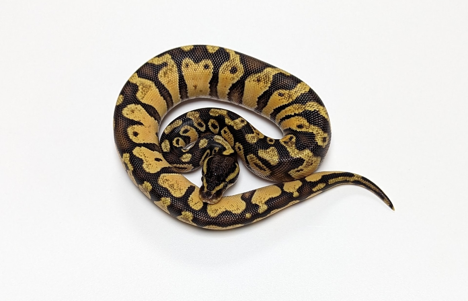Orange Dream Yellow Belly Ball Python by Engineered Ectotherms ...