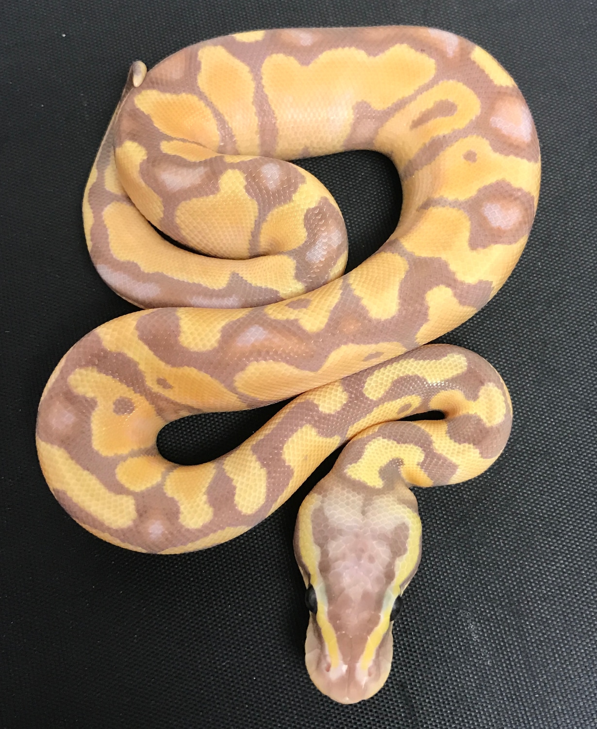 Banana Enchi Ball Python by Florida Reptile Room - MorphMarket