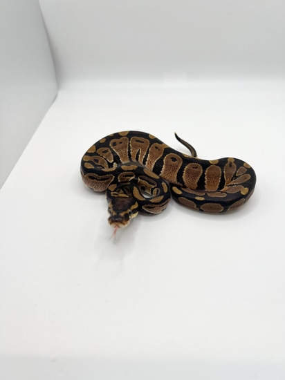 Asphalt Or Yellowbelly *FREE SHIPPING* Ball Python by Socialite Serpents