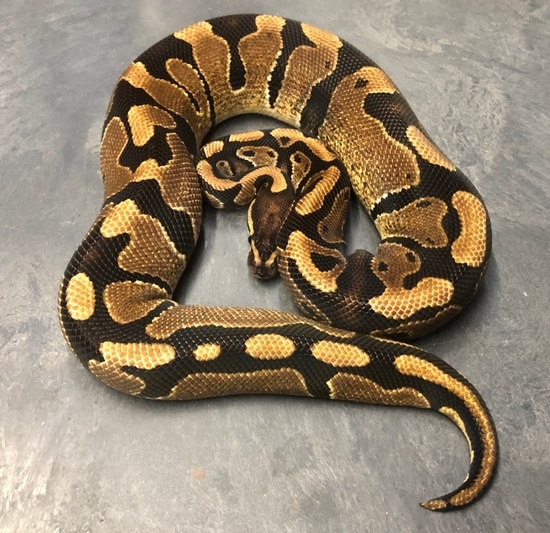 RTB Het Pied 66% Het Albino Ball Python by Socialite Serpents