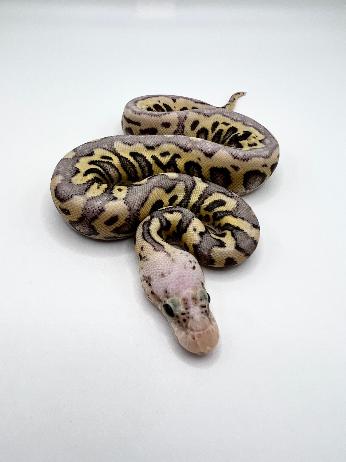 Super Pastel Leopard Spotnose Het Clown *FREE SHIPPING* Ball Python by ...