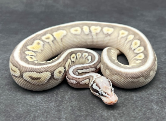 Pastel Lesser Spotnose Desert Ghost Ball Python by Enigmatic Reptiles LLC