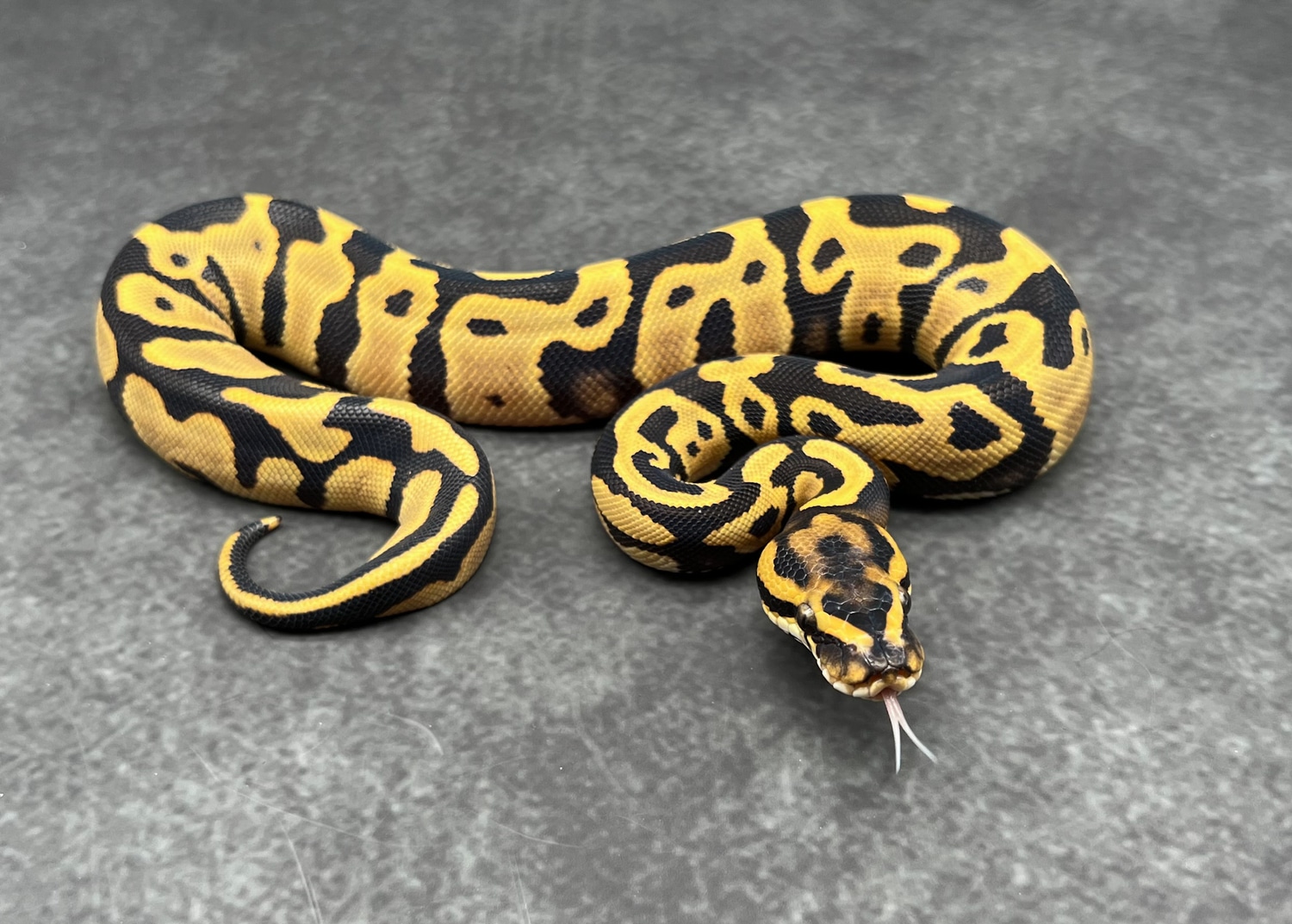 Leopard Desert Ghost Ball Python by Enigmatic Reptiles - MorphMarket